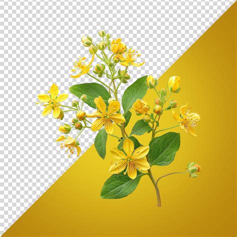 Premium Psd Hypericum Perforatum Png