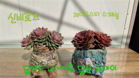 24115화알쏭달쏭 💕신비로즈💕제이드스타스페셜💕색감은 너무 이쁘다요~😁😍향원이네다육 010 6828 3188 Youtube