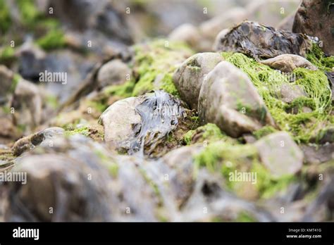 Wet Sea Rocks Covered With Green Seaweeds Coastal Scenery Background