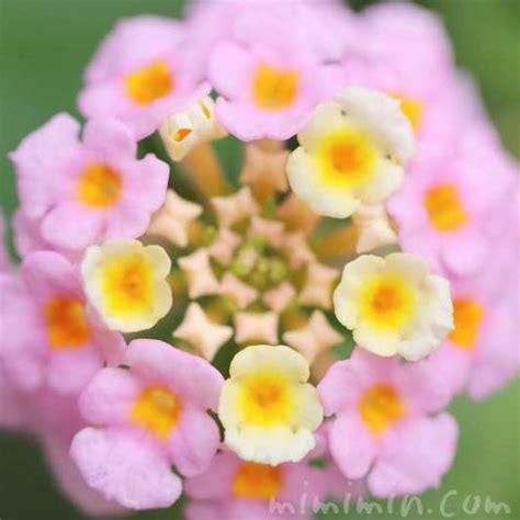 ランタナ花の写真花言葉毒性 みみみんブログ