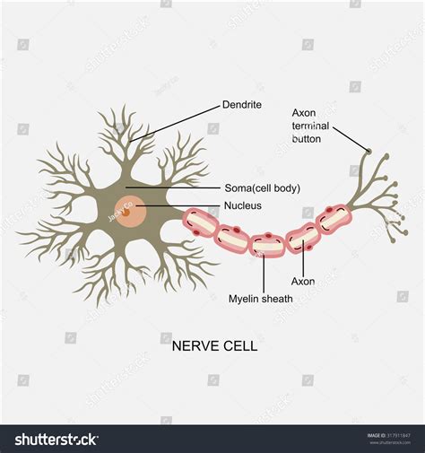 Nerve Cell Vector Stock Vector Royalty Free