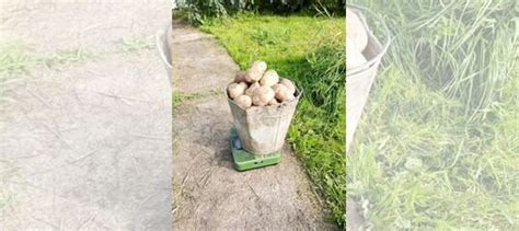 Продам картофель с доставкой купить в Новосибирске Товары для дома и дачи Авито