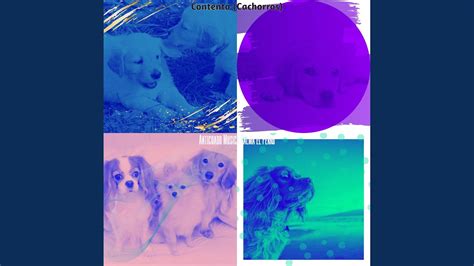 Consolador Perros YouTube