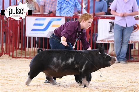 The Exposition Berkshire Barrows The Pulse