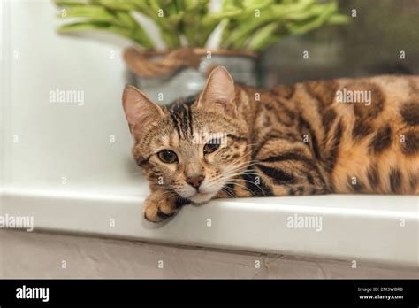 Cute Golden Bengal Kitty Cat Laying On The Windowsill And Relaxing