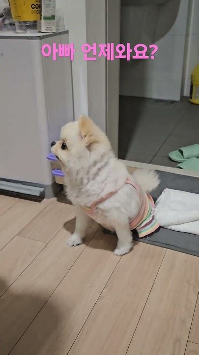 아빠 언제와요 개상전 강아지 꼬미의하루 강아지브이로그 꼬미일상 강아지일상 꼬미 Pomeranian 반려견
