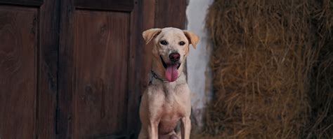 Phim Qu C U M T Th Ng I P R R Ng