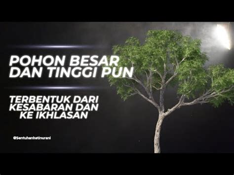 Kata Kata Nasehat Memahami Sabar dan Ikhlas dari Pohon yang Tinggi dan Besar - Kata Bijak Lao ...