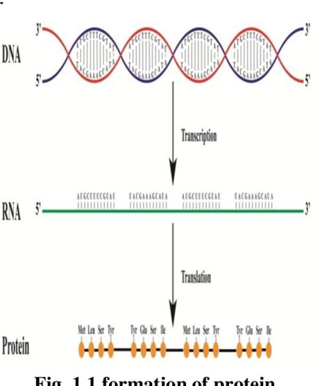 Engineering Protein Nanocages As Carriers For Biomedical Application