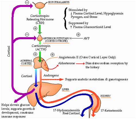 Steroid Hormones