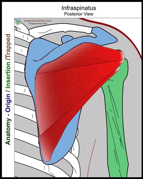 Infraspinatus Anatomy Perspective Anatomy Muscle Infraspinatus Muscle