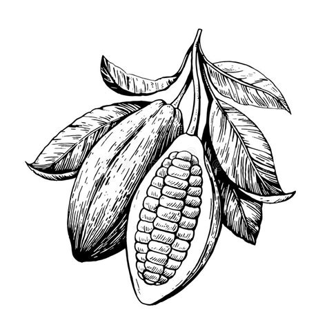 Cocoa Beans Illustration In Black And White Engraving Retro Style