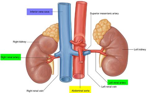 Renal Artery Function Renal Artery Stenosis And Renal Artery Aneurysm