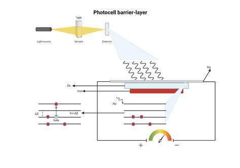 Photocell Barrier Layer Biorender Science Templates