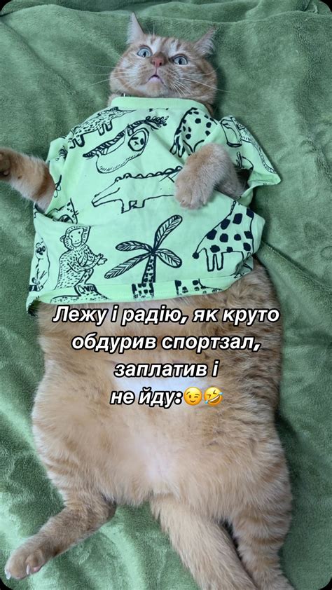 РУДИЙ КІТ ЧІПС ЧІПС ТА АЛЬТЕРНАТИВНІ ВИДИ ОПАЛЕННЯ 😉😉😉 кот котики