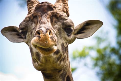 Giraffe Ears Gabe McCauley Flickr