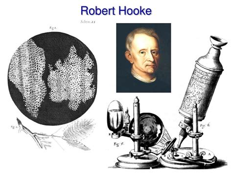 Ppt Cell Structure And Function Powerpoint Presentation Free Download Id 1922903