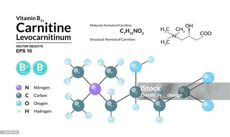 화학 구조 분자 공식 그리고 Carnitine의 모델입니다 원자는 코딩에 고립 된 배경 색으로 구체로 표시 됩니다 2d 3d 시각화 및 골격 공식 벡터 일러스트 레이 션