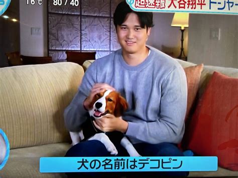 大谷翔平選手の犬の名前はデコピン！犬種は何？値段がメジャーリーガー級！？ Good Topic Map！