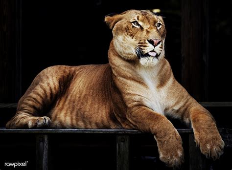 Hercules The Liger Half Lion Half Tiger Original Image From Carol M