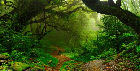 World Largest Rainforest What S Inside The World S Largest Rainforest