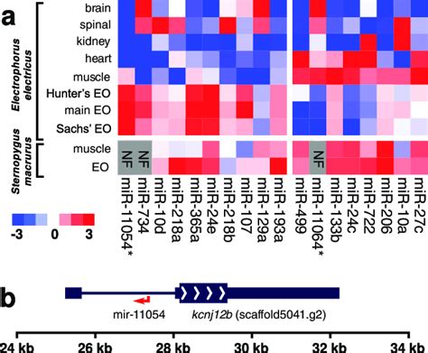 Electrocyte Specific Microrna Expression A Heatmap Of Mirna Download Scientific Diagram