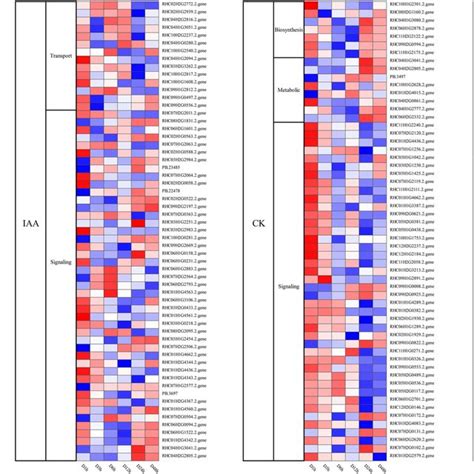Heat Maps Of DEGs Associated With Hormone Metabolism And Signal