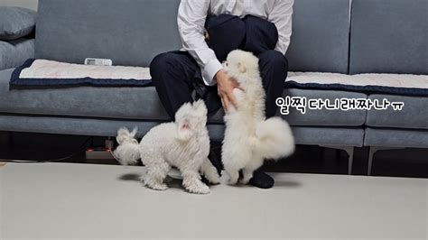 평소보다 늦는 아빠 기다리고 기다리다 서러움 터진 강아지ㅠㅠ Youtube