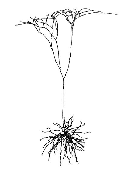 8 Morphologically Correct Level 5 Pyramidal Neuron Model Download