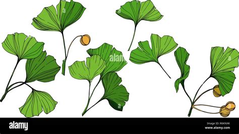 Vector Isolated Ginkgo Illustration Element Green Leaf Plant