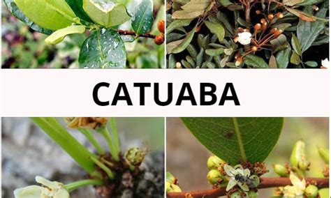 Catuaba Naturalny Afrodyzjak Blog Sklep Internetowy Pharmashop24pl