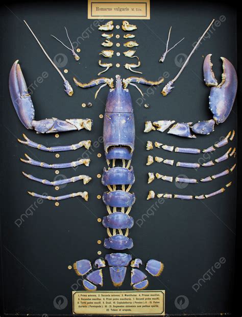 Shell Segment Background Images Hd Pictures And Wallpaper For Free