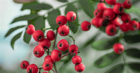 가을 가지 계절 계절의 변화 고요한 과일 관목 그림 같은 낙엽 녹색 단풍 다채로운 동식물 디테일 레드베리 로완 베리 마가목 매력적인 매크로