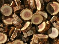 Discover 35 Tree Branch Buttons And Tree Branches Ideas Buttons Branch Wood Button And More