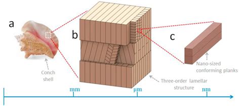 A Conch Shell [47] B Schematic Of The Three Order Crossed Lamellar Download Scientific