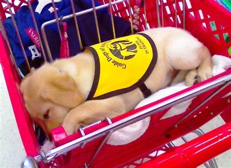 20 Best Super Cute Guide Dogs Images On Pinterest