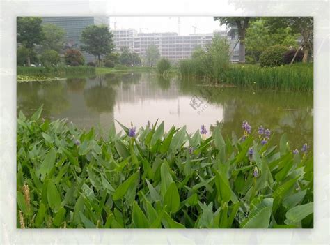 水生植物图片素材 编号23111400 图行天下