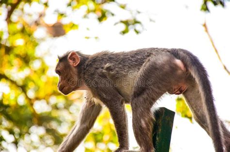 Monkey In Zoo At Karnataka Stock Image Image Of Tree 179287537