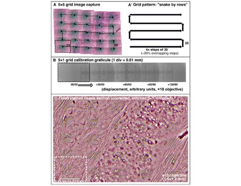 Motorised Xy Sample Navigation A C Using The Motorised Download Scientific Diagram