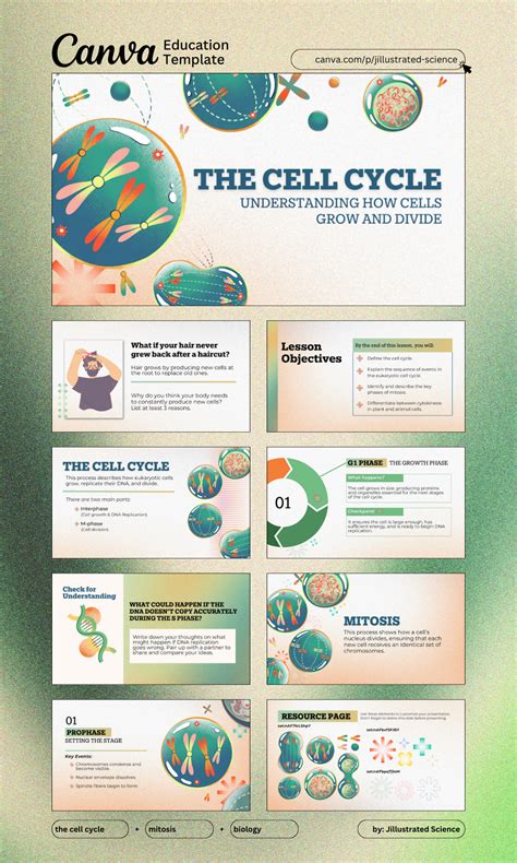 Engaging Cell Cycle Presentation Template For Effective Learning And Teaching In