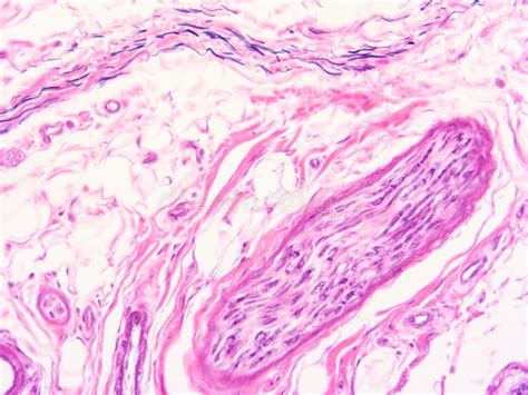 Histologie De Tissu Humain D Piglotte Photo Stock Image Du Muscle
