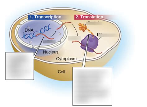 Bio Chapter How Genes Work Diagram Quizlet