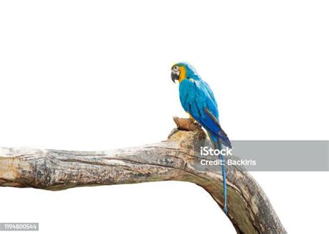 복사 공간 및 클리핑 경로와 흰색 배경에 고립 된 지점에 자리 잡고 파란색과 금 잉꼬를 닫습니다 0명에 대한 스톡 사진 및 기타 이미지 Istock