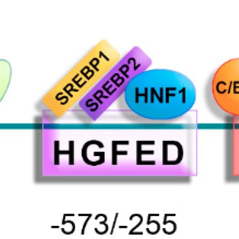 Regulatory Elements And Transcription Factors For Apoa Ii Gene Download Scientific Diagram