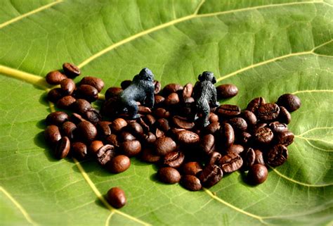 도자기 에스프레소 머그잔에서 마실 때마다 커피 원두 몇 개에 대한 열대 우림을 파괴할 책임이 있습니다 침팬지 고릴라 영장류는 멸종 위기에 처해 있습니다 플라스틱 인형 가득