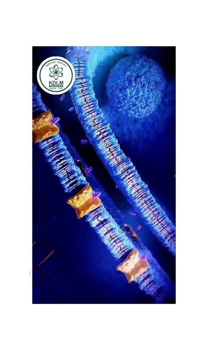 Synapse Class 10biologytransfer Of Signalneet2025exam Funny Youtube