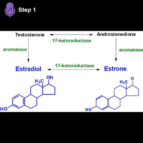 Testosterone Vs Estrogen Structure