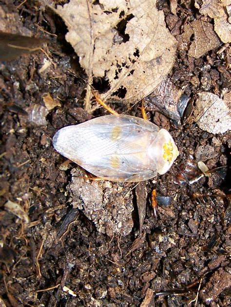 Gyna Caffrorum Chrome Roach 1 4 To 1 2 Inch Nymphs Roaches
