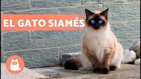 Origen De Los Gatos Siameses Yorokobi