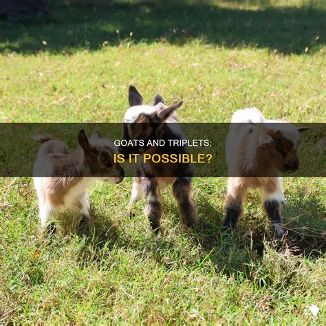Goats And Triplets Is It Possible Petshun